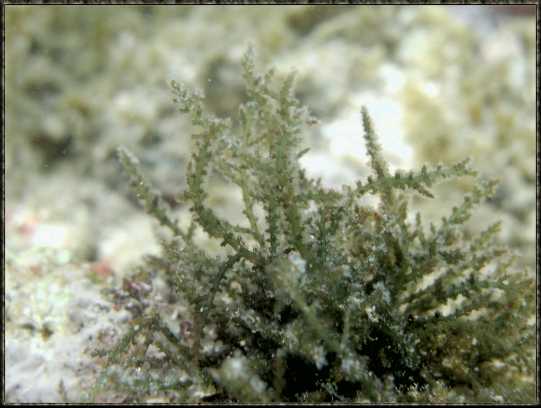 Aquatic Invasive Species | Prickly Seaweed