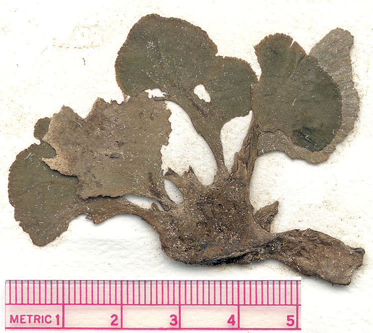 Aquatic Invasive Species | Leather Mudweed