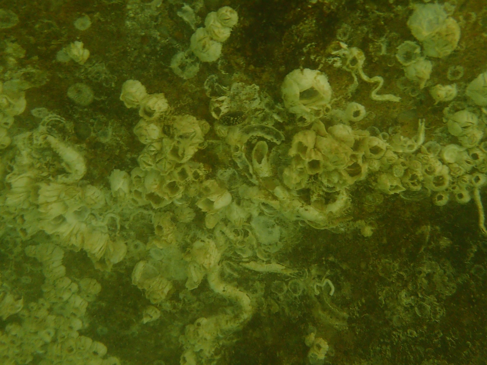 Aquatic Invasive Species | Biofouling