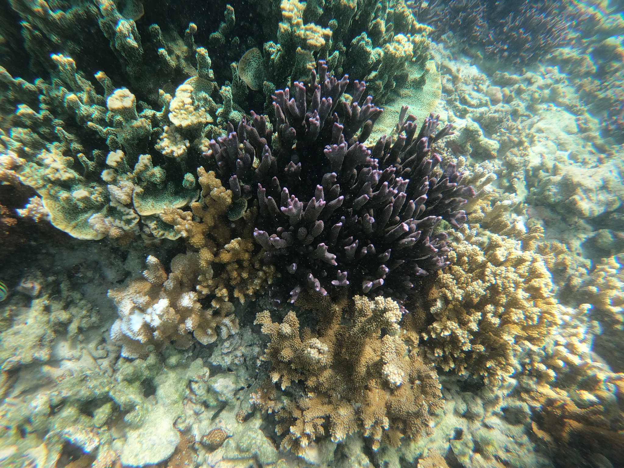 Aquatic Invasive Species | NON-NATIVE CORALS REMOVED FROM KĀNEʻOHE BAY