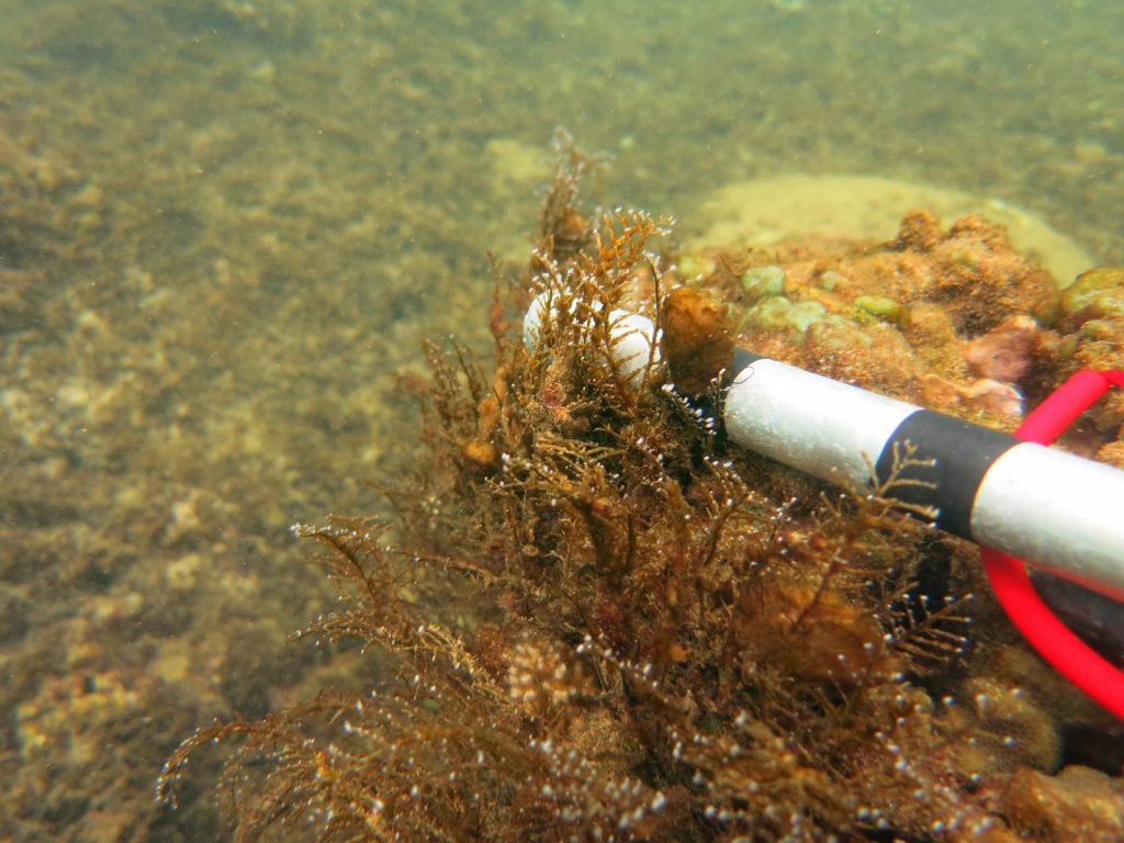 Aquatic Invasive Species | Christmas Tree Hydroid