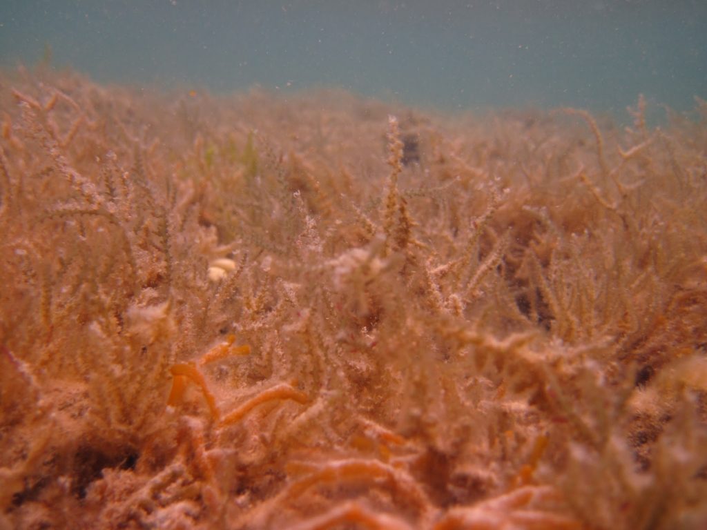 Aquatic Invasive Species | Prickly Seaweed
