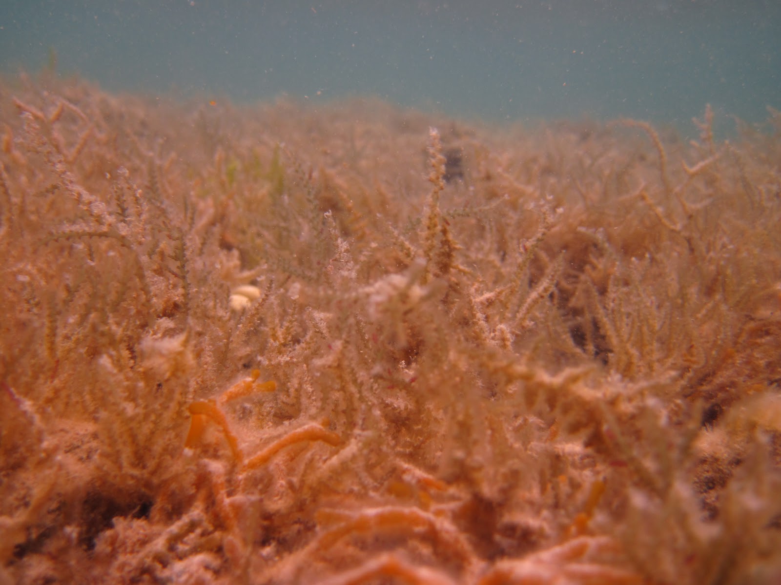 Prickly Seaweed | Aquatic Invasive Species