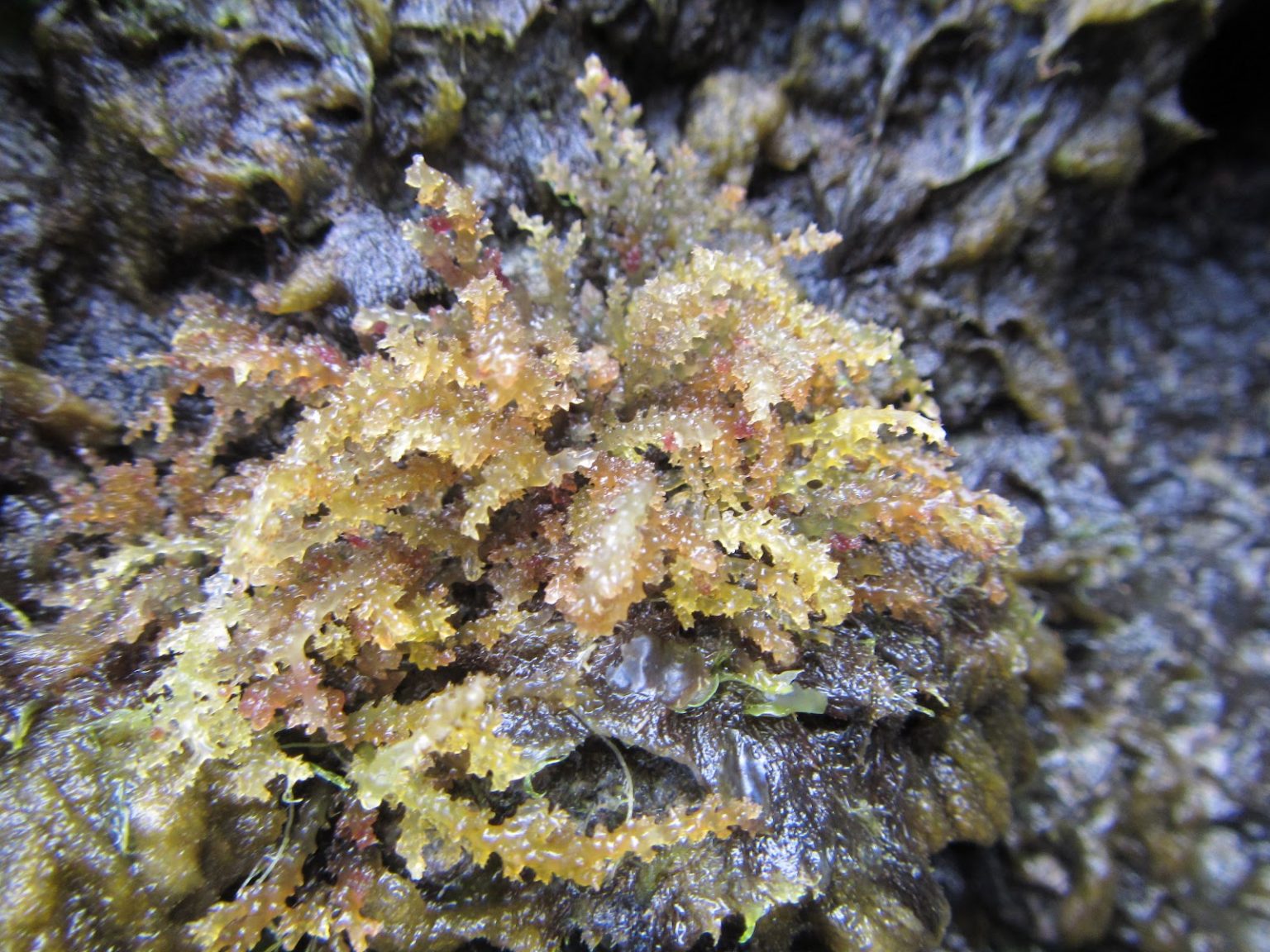 Prickly Seaweed | Aquatic Invasive Species