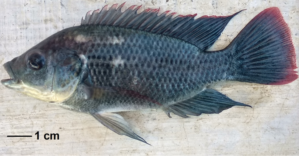 Mozambique tilapia | Aquatic Invasive Species