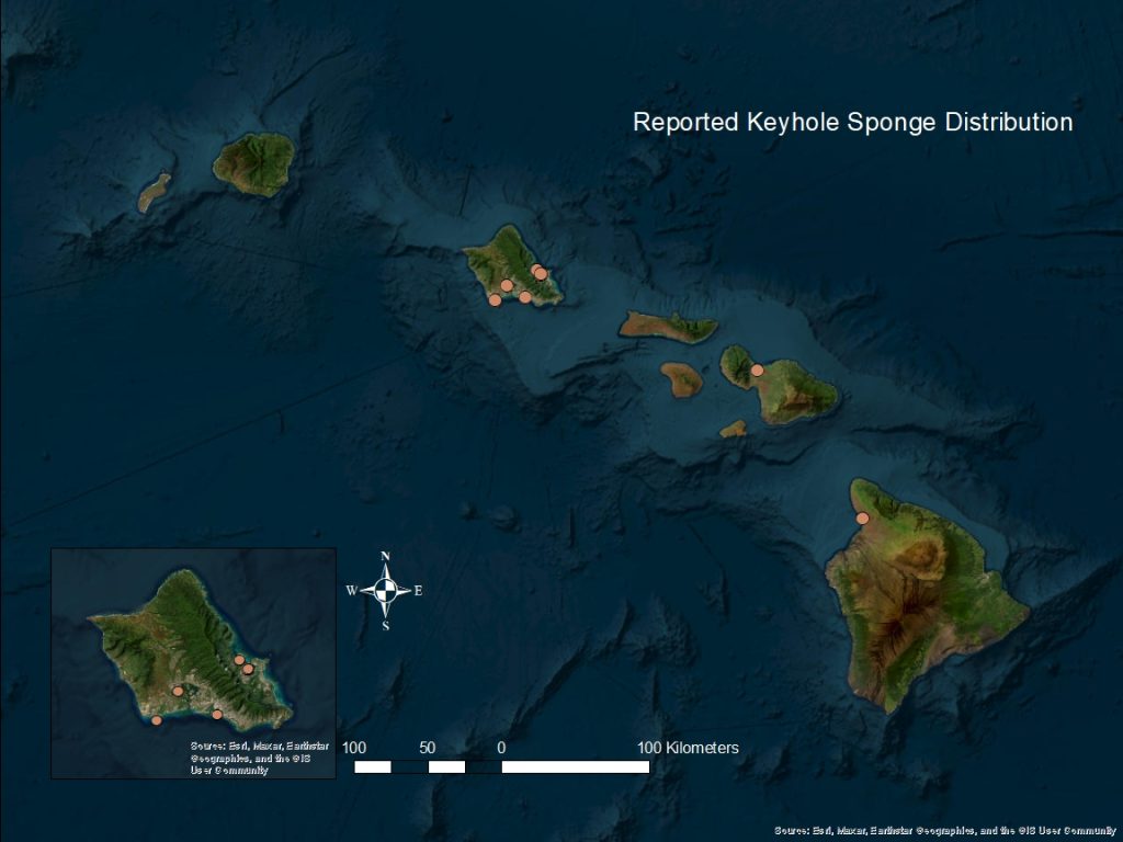 Keyhole Sponge | Aquatic Invasive Species