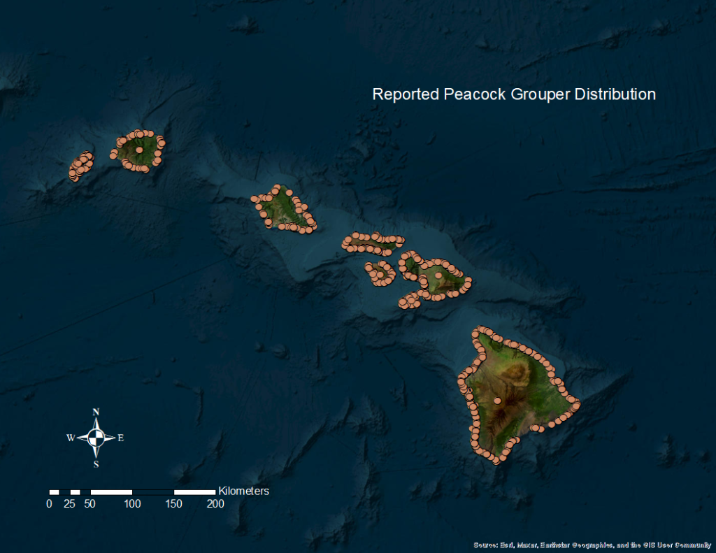 Aquatic Invasive Species | Peacock Grouper