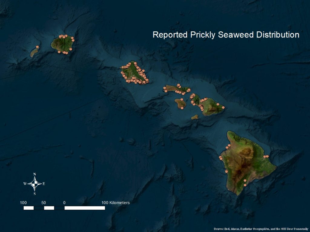 Aquatic Invasive Species | Prickly Seaweed Distribution