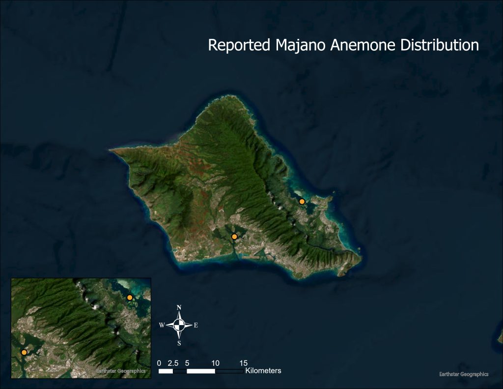 Majano Anemone | Aquatic Invasive Species