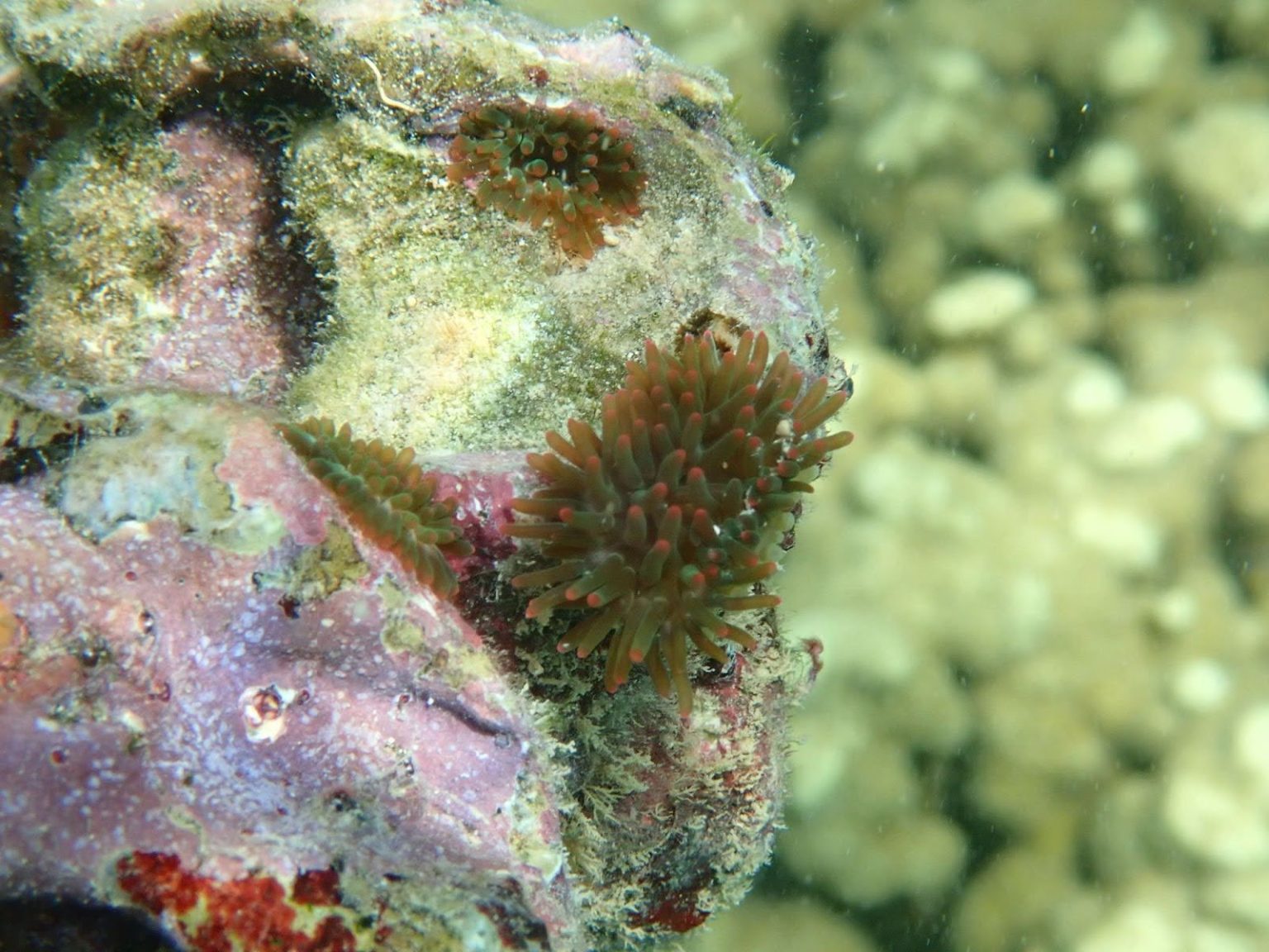 Majano Anemone | Aquatic Invasive Species