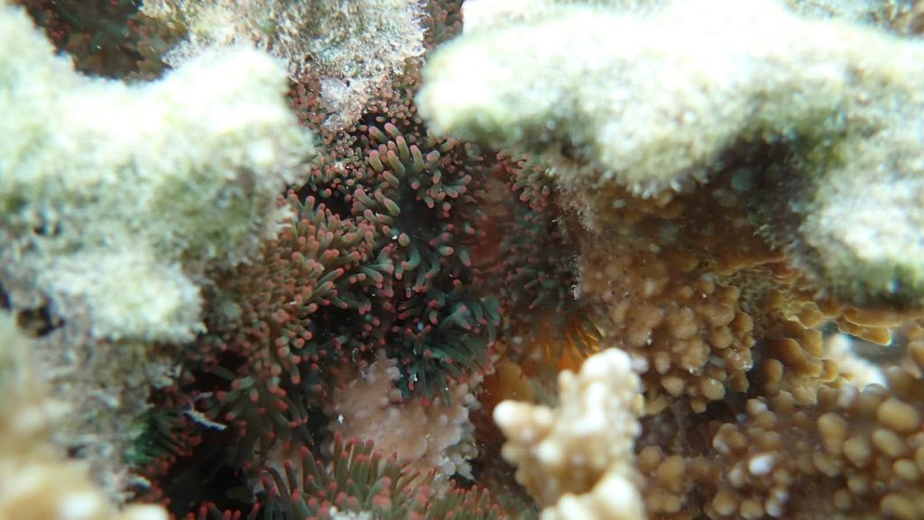Majano Anemone | Aquatic Invasive Species