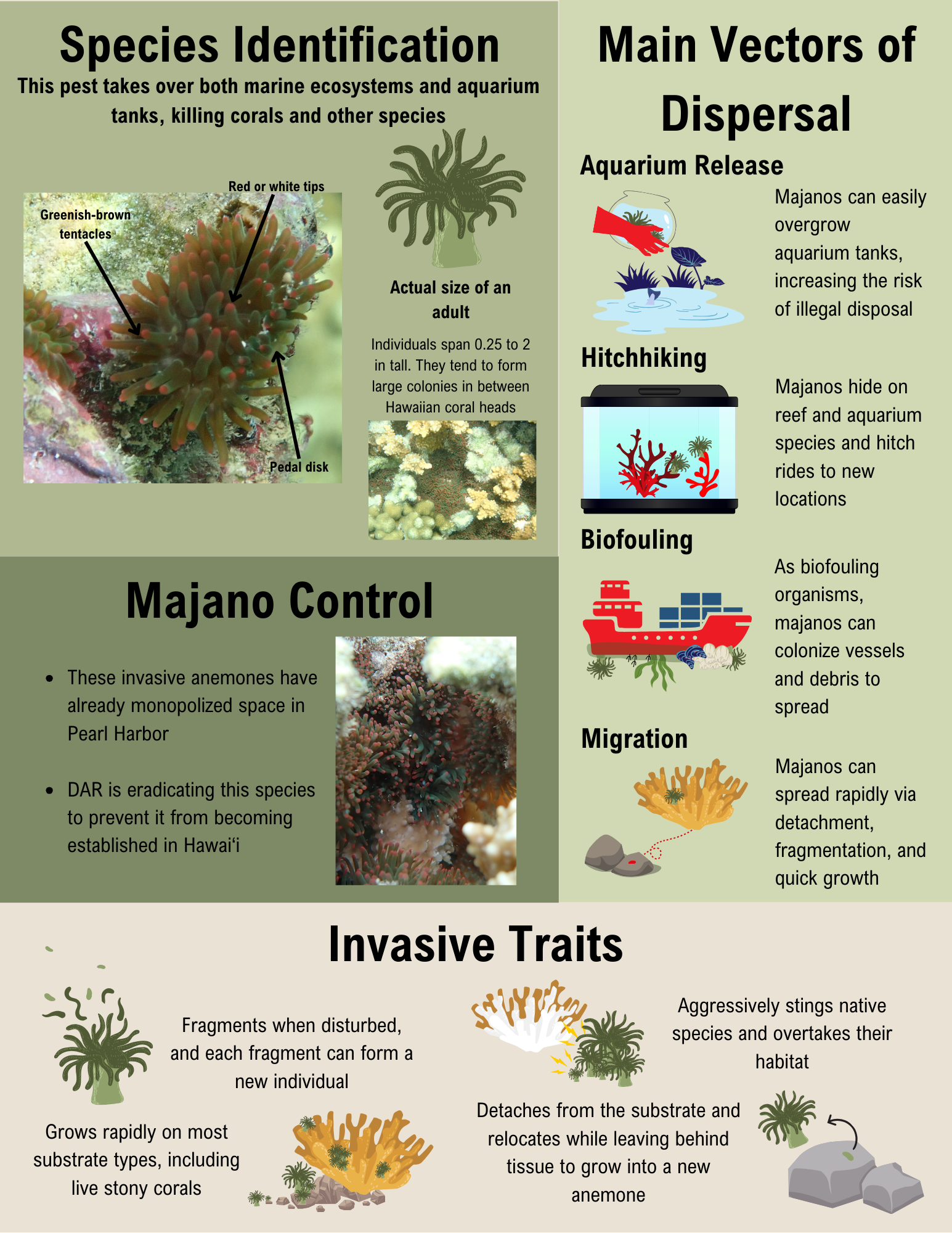 Anemonia manjano Informational Pamphlet | Aquatic Invasive Species