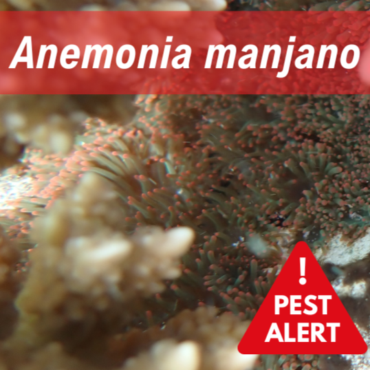 Aquatic Invasive Species | Anemonia manjano Informational Pamphlet