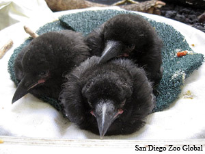 ʻAlalā Project | Sequence of Rare Hawaiian Crow’s Genome Will Assist ...