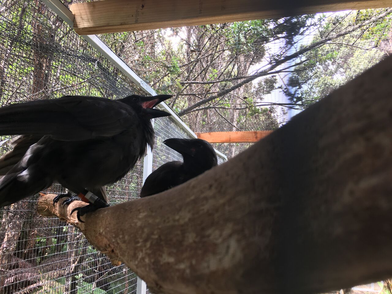 ʻAlalā Project | ‘Alalā Released Into Natural Area Reserve