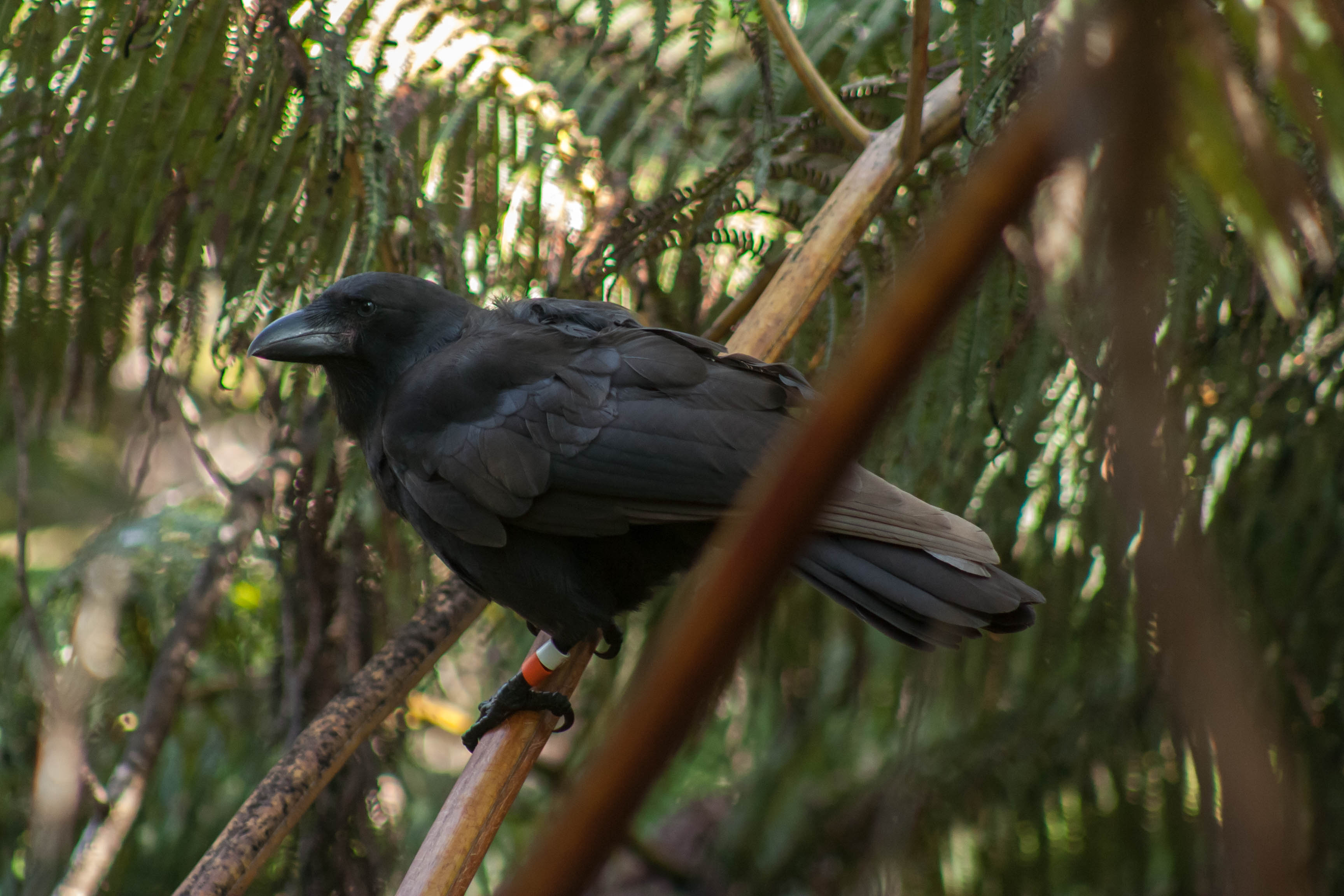 ʻAlalā Project | Press Release: ʻAlalā Continue to Thrive in Native Habitat