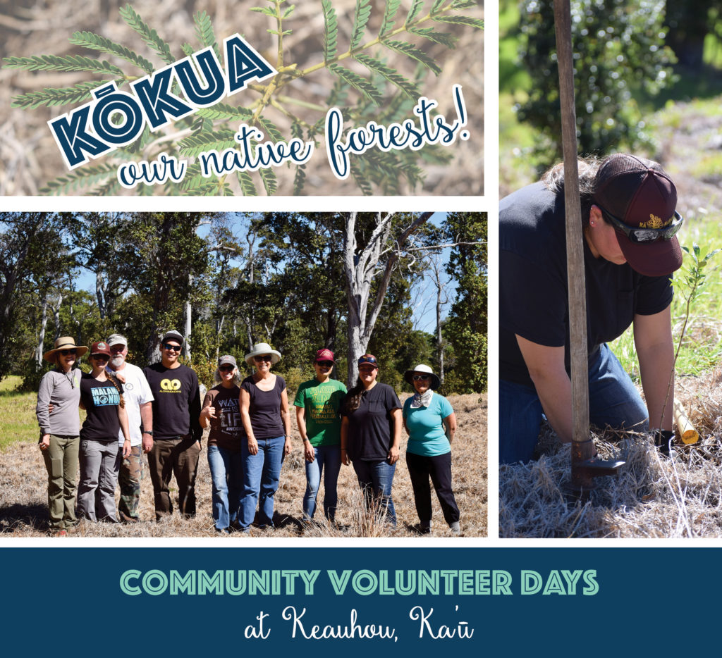 ʻAlalā Project | Keauhou Kaʻū Community Volunteer Day