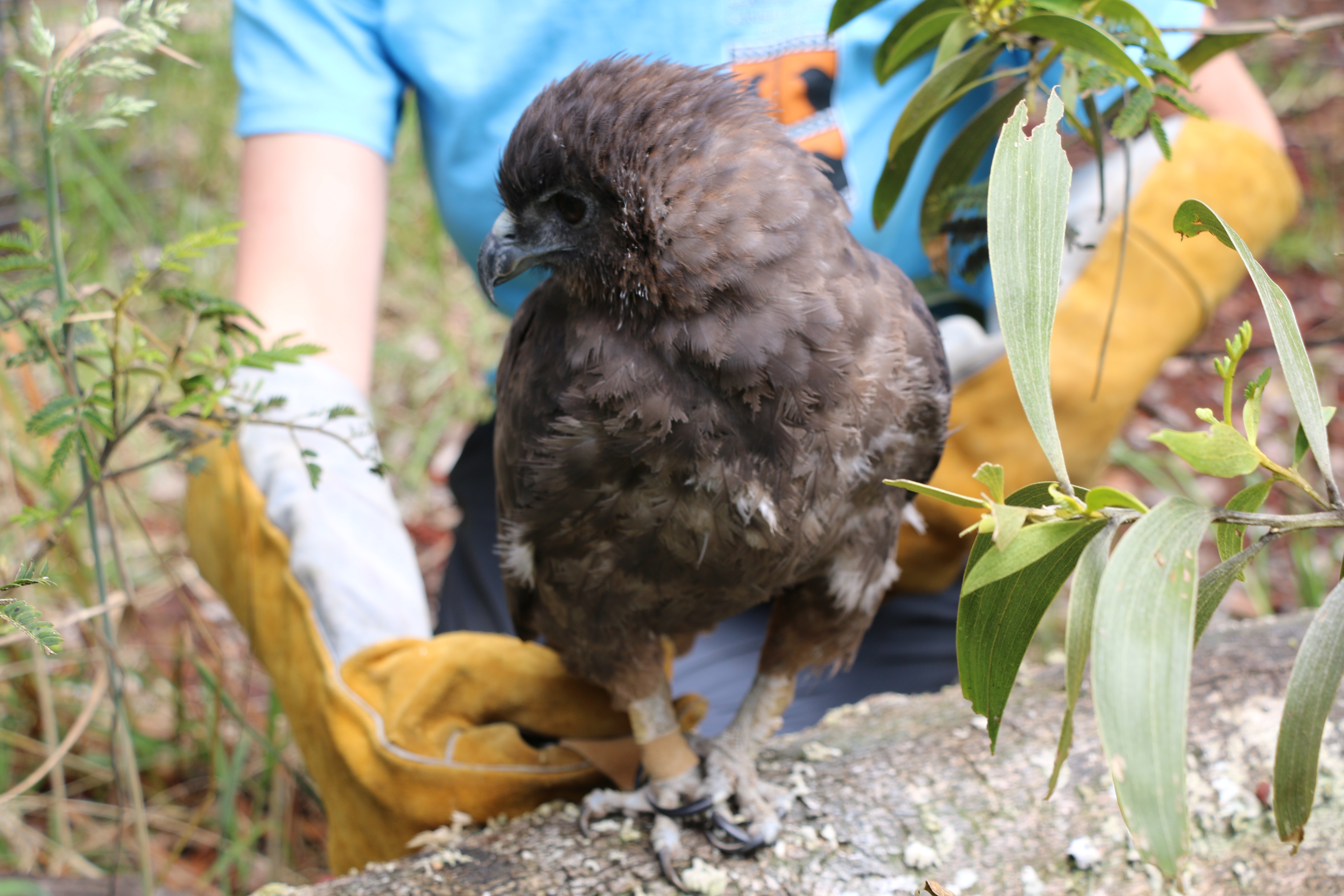 ʻAlalā Project | Press Release: Sights and Sounds Used to Train ʻAlalā ...