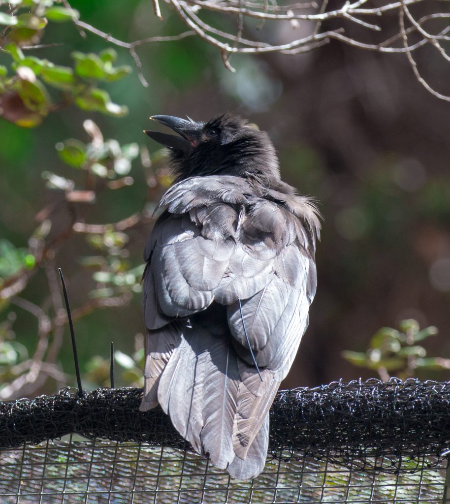 ʻAlalā Project | October 2018 Release