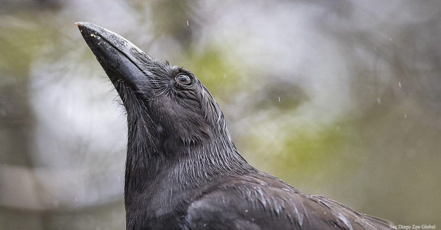 ʻAlalā Project | Biologists Look to the Future Following ʻAlalā Mortality