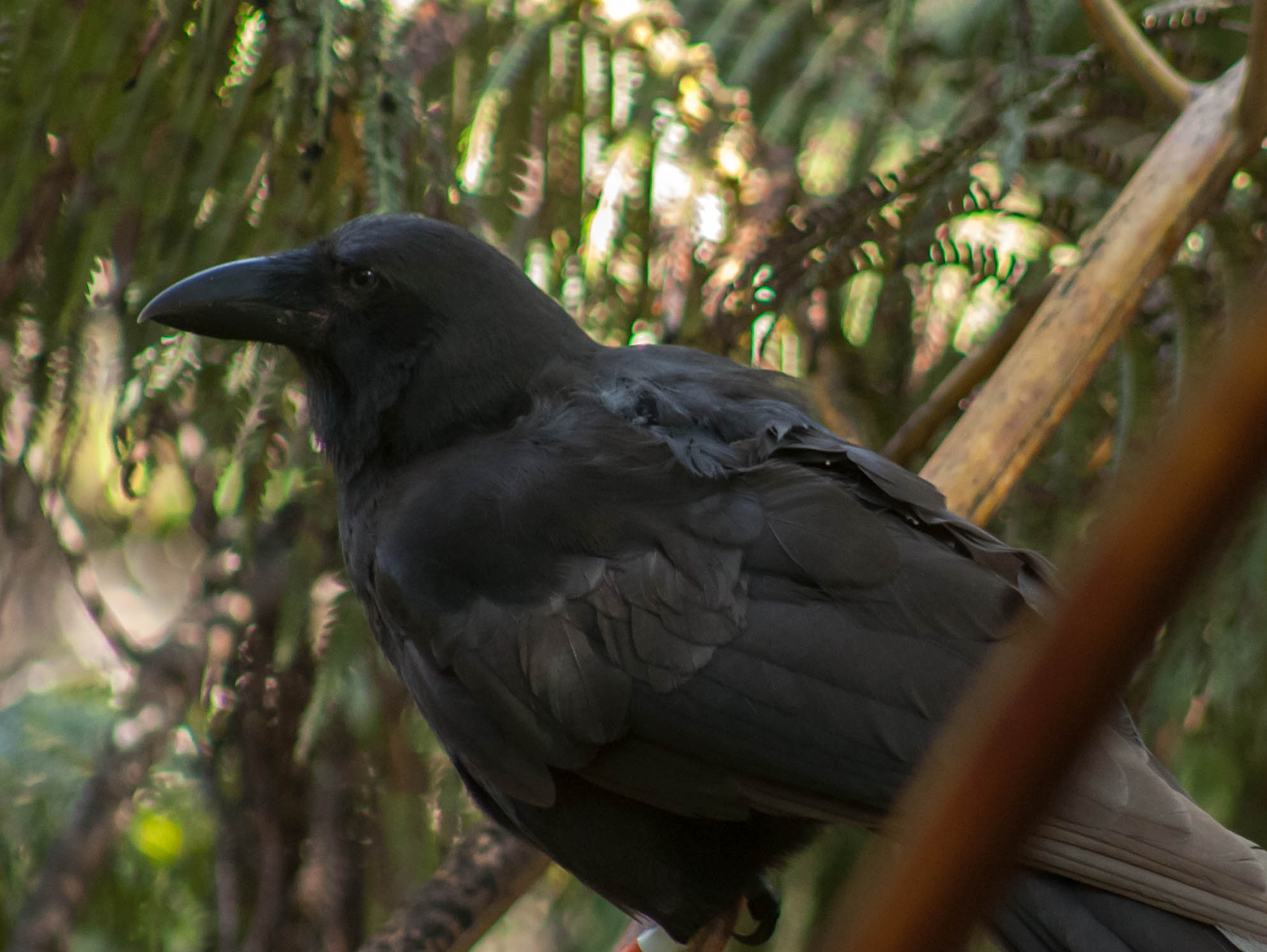 ʻAlalā Project | Ongoing Release Efforts