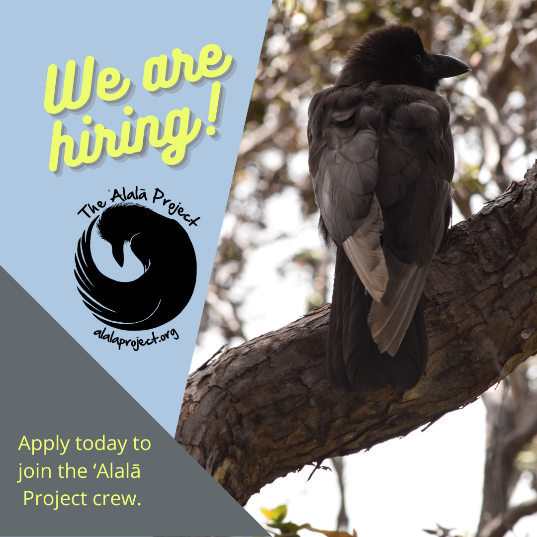 ʻAlalā Project | ʻAlalā Project hiring: ʻAlalā Research & Logistics ...