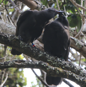 ʻAlalā Project - Restoring Hawaiʻi's Native Crow to the Wild