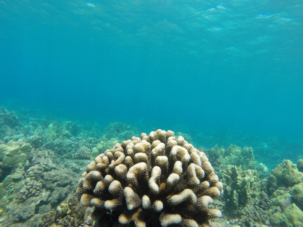 Coral Reefs | Managing Reefs