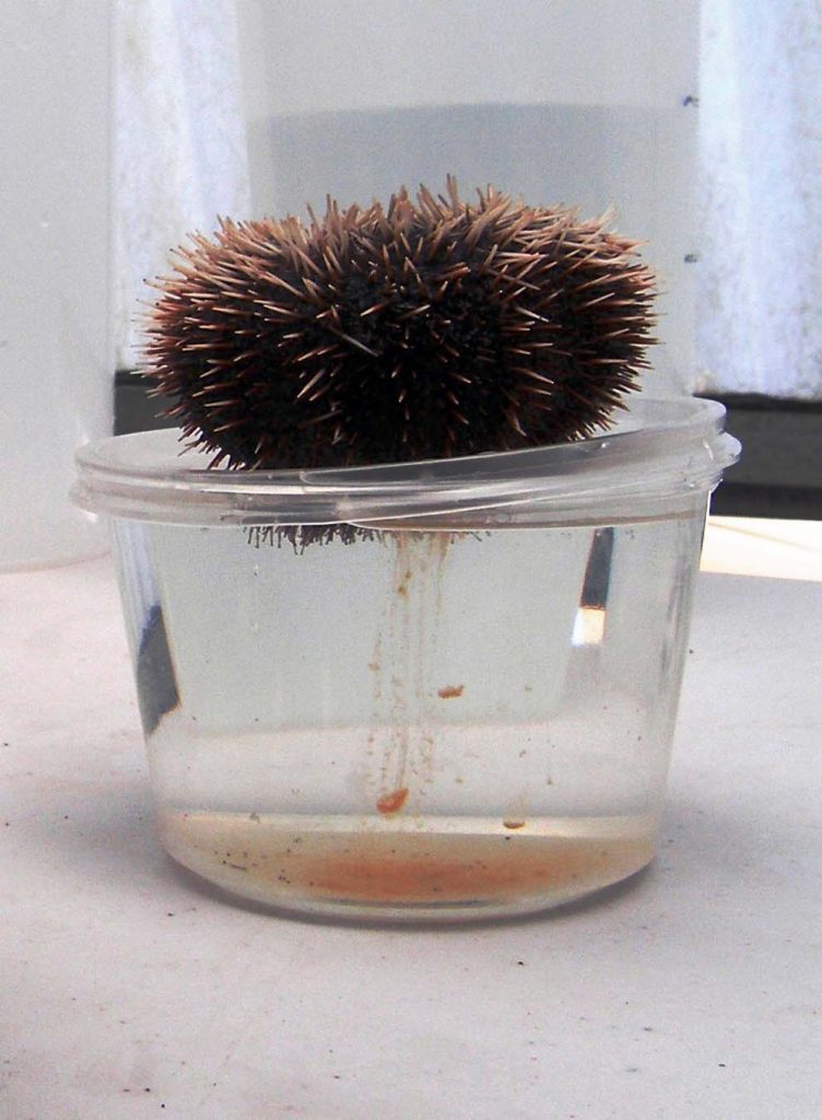 Coral Reefs | Urchin Hatchery