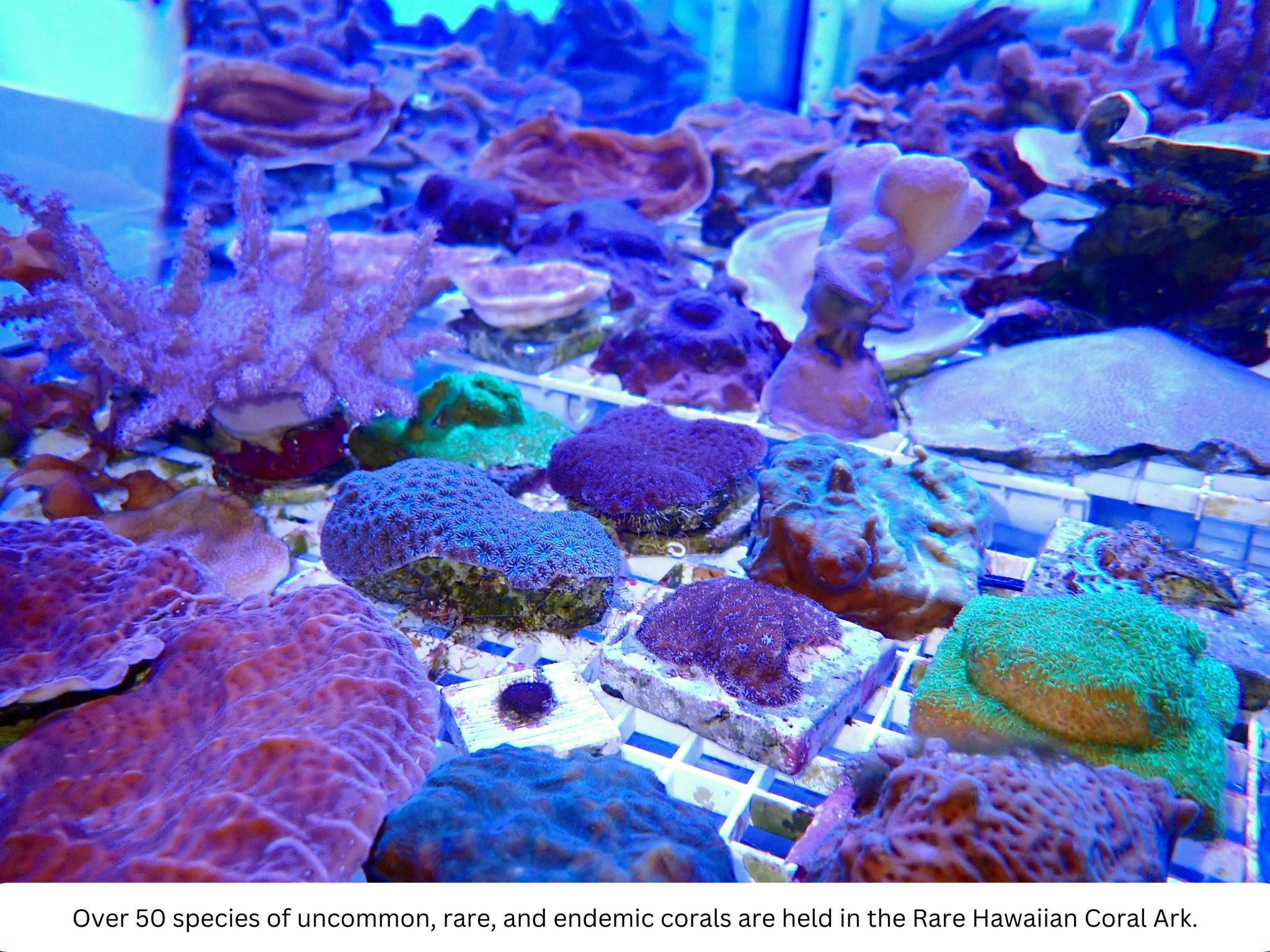 Coral Reefs | Hawai‘i Coral Restoration Nursery