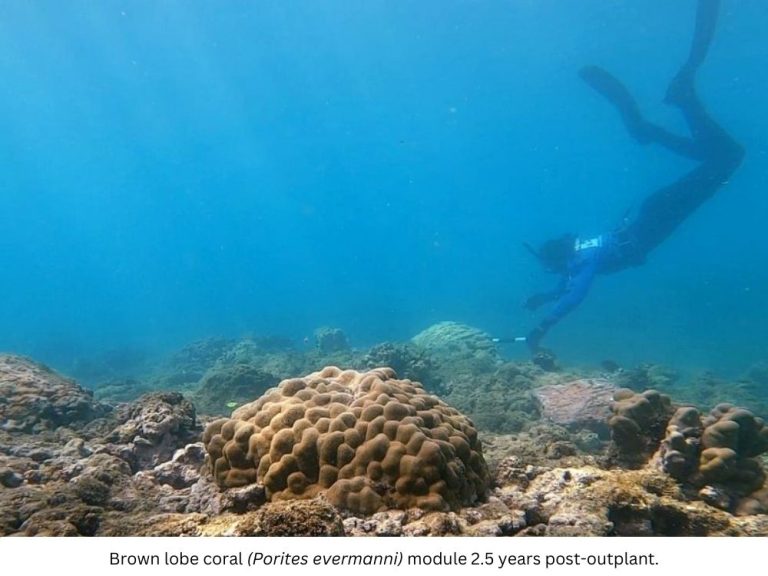 Coral Reefs | Hawai‘i Coral Restoration Nursery