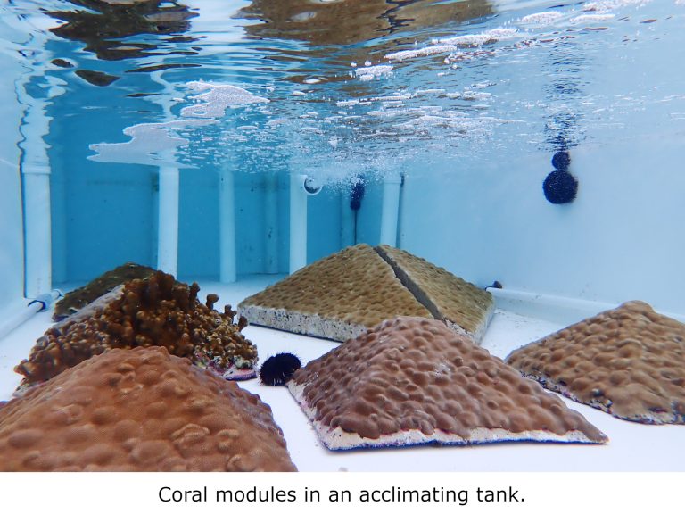 Coral Reefs | Hawai‘i Coral Restoration Nursery