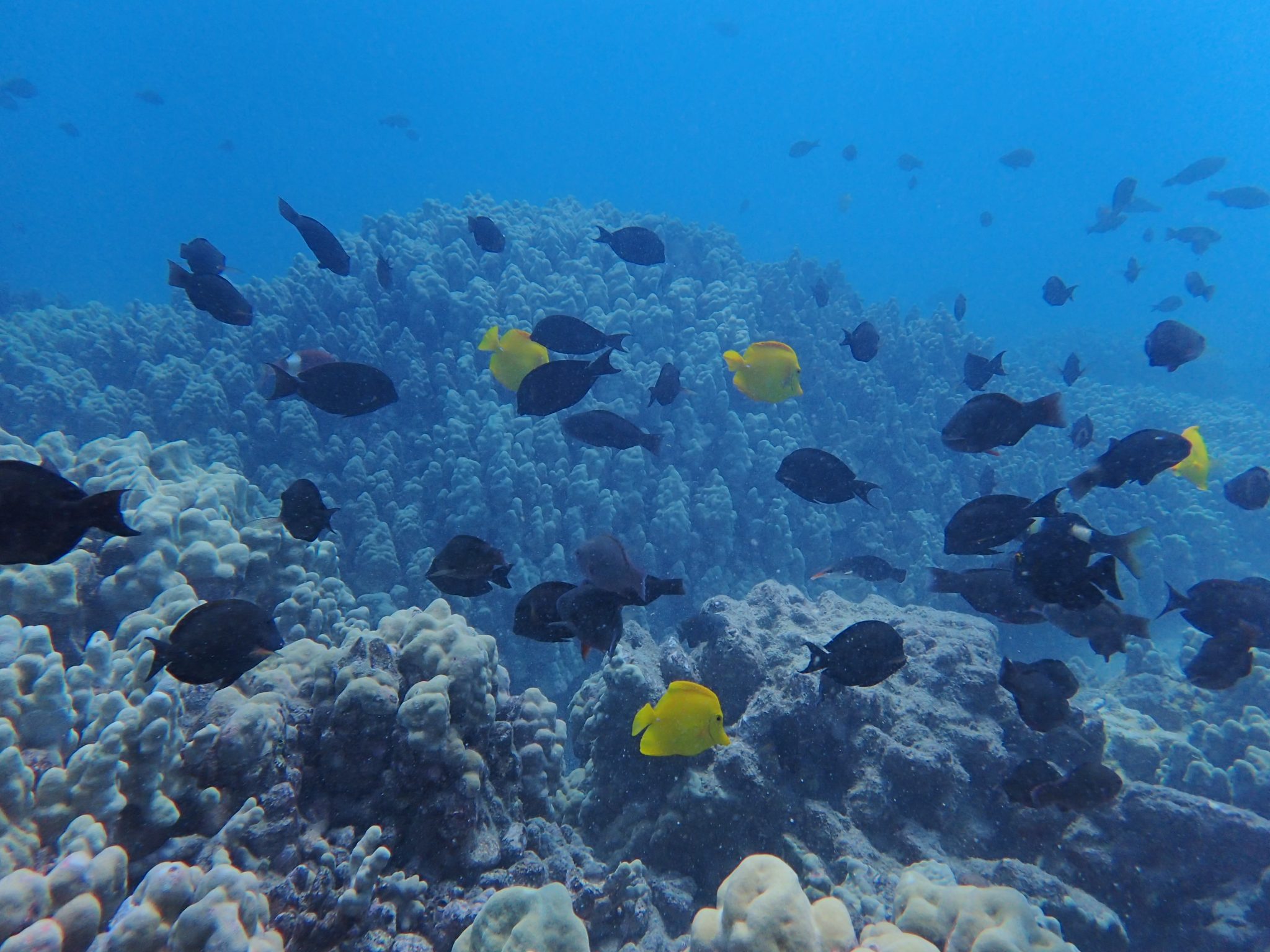 Coral Reefs | DAR O’ahu Coral Outplanting Project