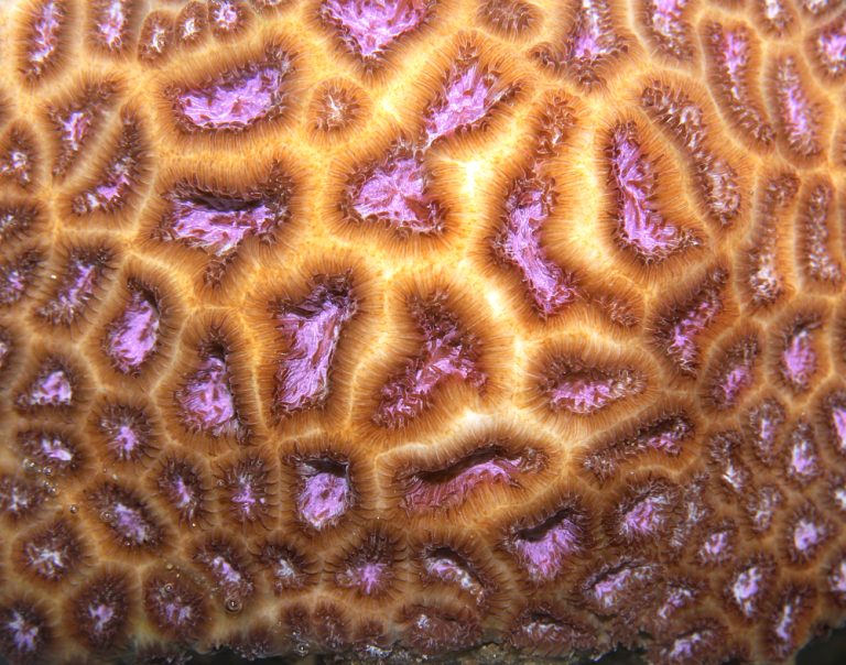 Coral Reefs | DAR O’ahu Coral Outplanting Project