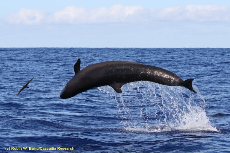 Division of Aquatic Resources | Whales and Dolphins