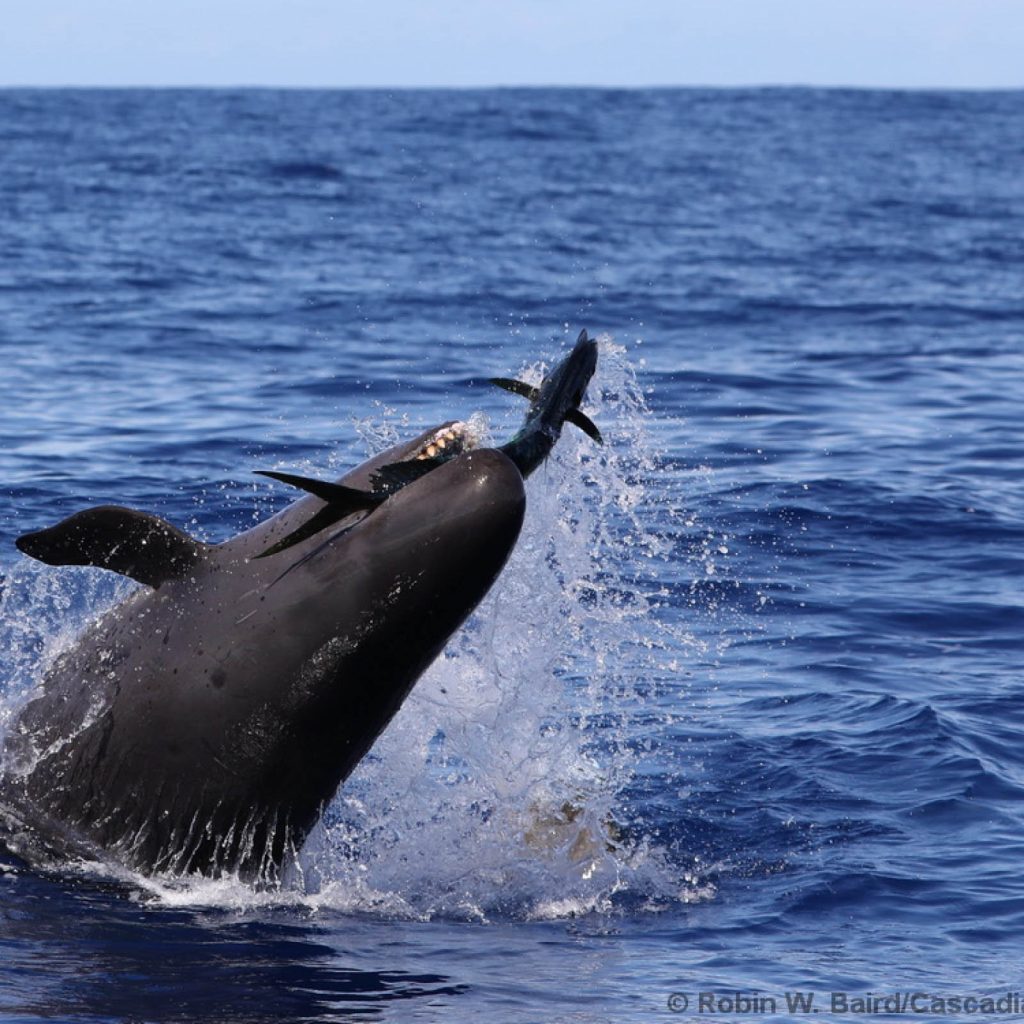 Division of Aquatic Resources | Whales and Dolphins