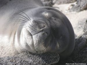 Division of Aquatic Resources | Hawaiian Monk Seal