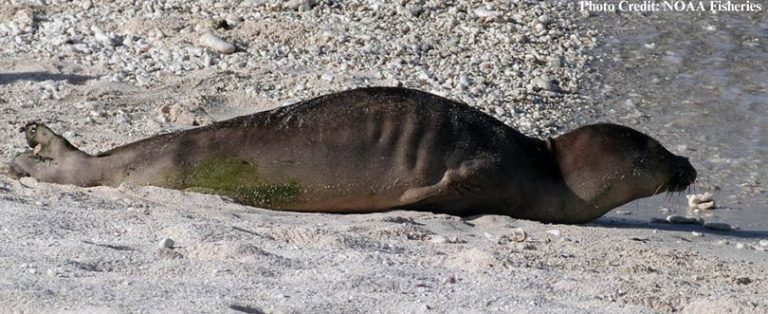Division of Aquatic Resources | Hawaiian Monk Seal