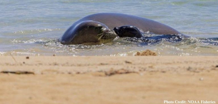 Division of Aquatic Resources | Hawaiian Monk Seal