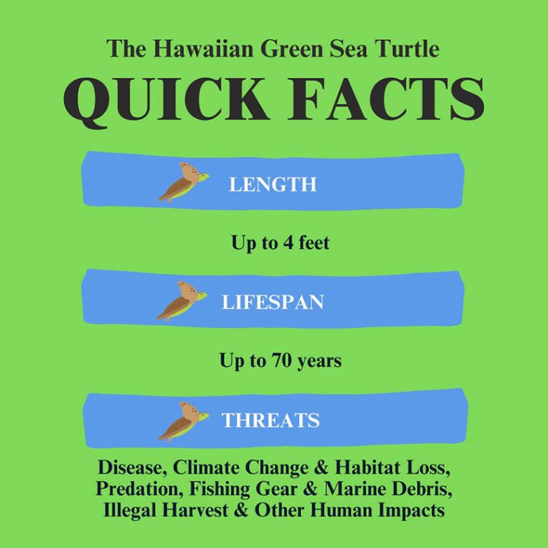 Division of Aquatic Resources | Sea Turtles