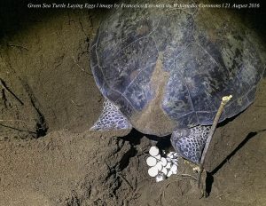 Division of Aquatic Resources | Sea Turtles