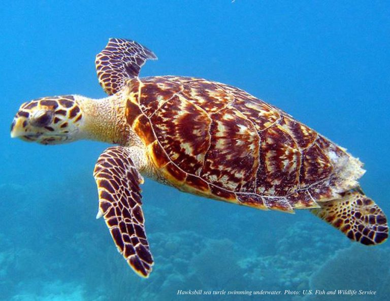 Division of Aquatic Resources | Sea Turtles