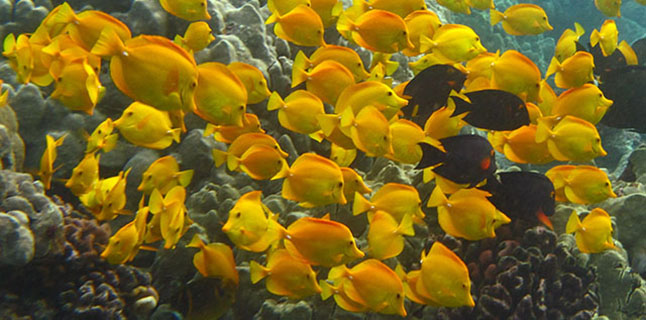 Division of Aquatic Resources | Hawai‘i Marine Life Conservation Districts