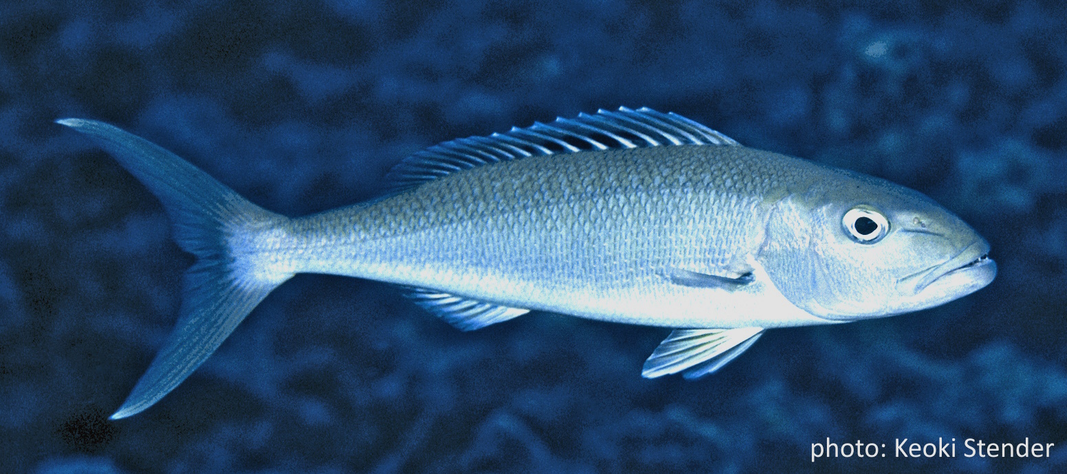 Division of Aquatic Resources | 9/19/24 – Uku pilot survey