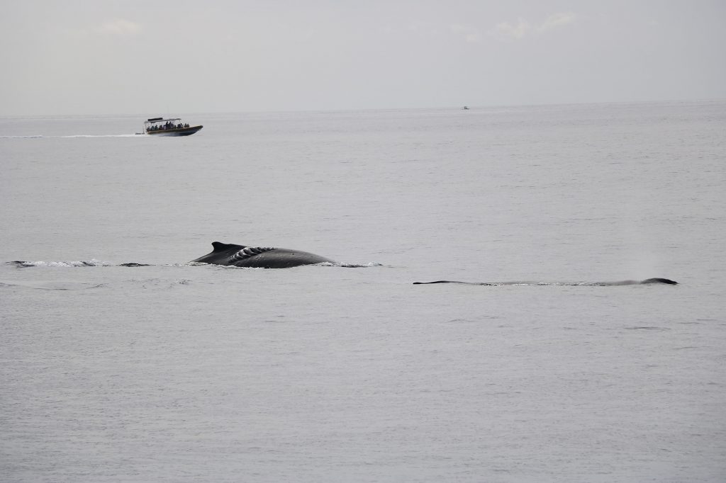 Boating with Whales – What Speed? | Division of Boating and Ocean ...