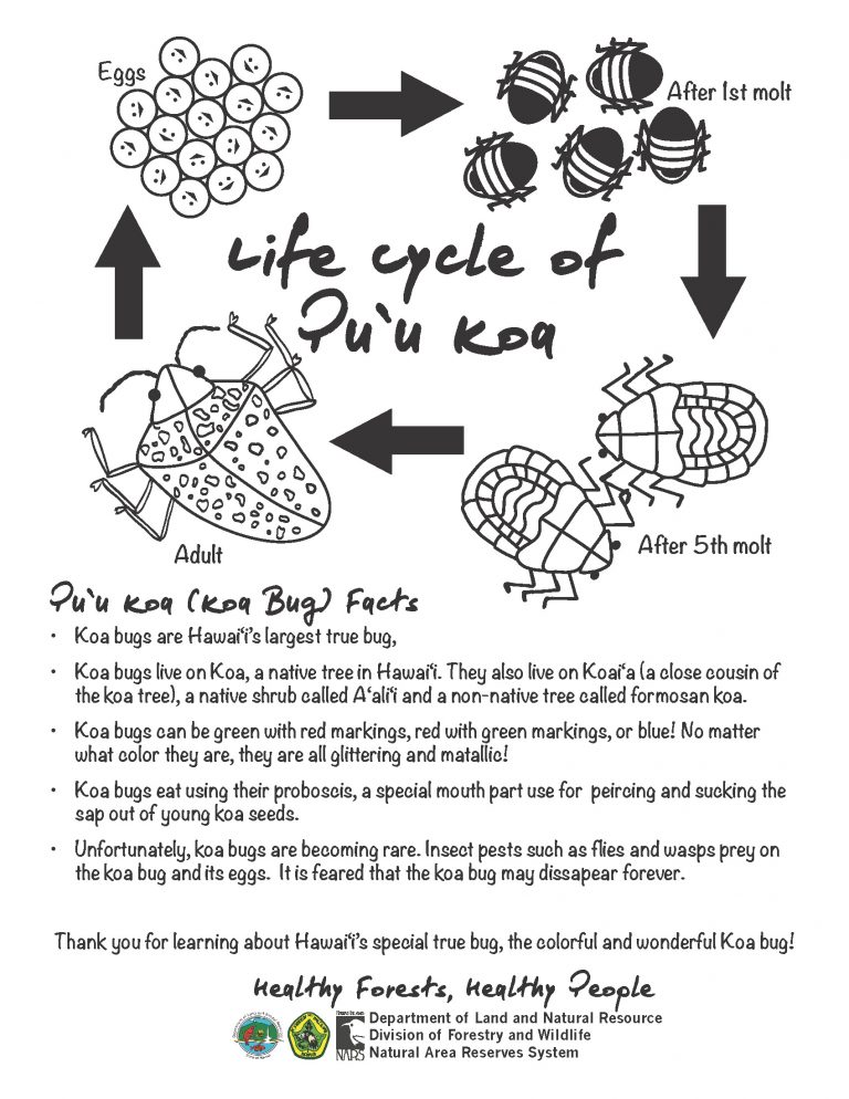 Division of Forestry and Wildlife | Activities: Crafts, Games, Coloring ...