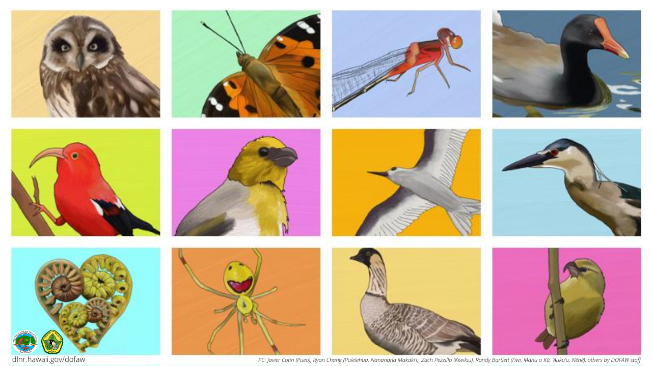 Division of Forestry and Wildlife | Native Species Backgrounds for ...