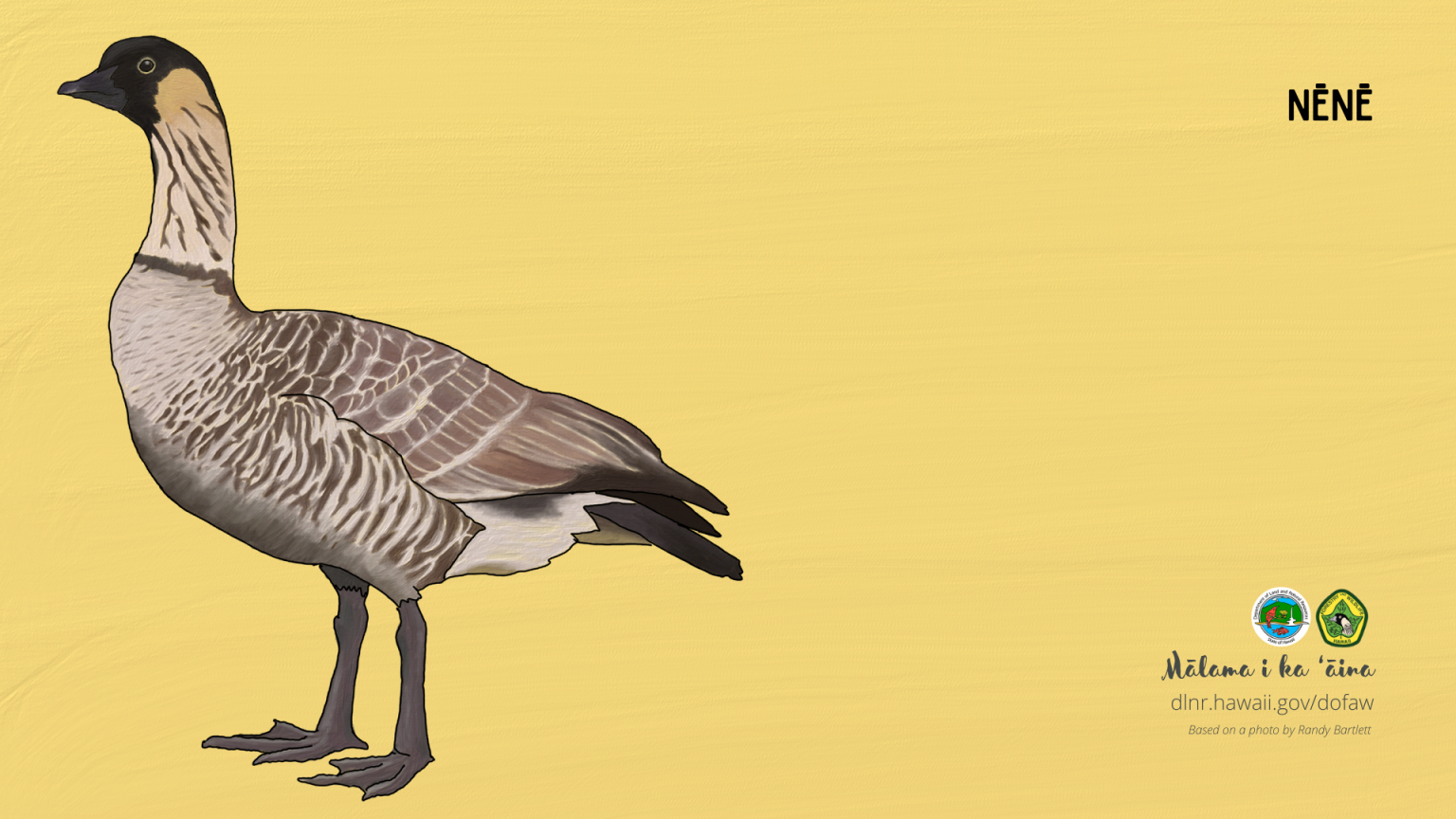 Division of Forestry and Wildlife | Native Species Backgrounds for ...