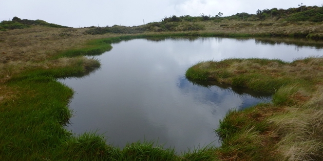 Division of Forestry and Wildlife | Alakaʻi Swamp Trail hikers should ...