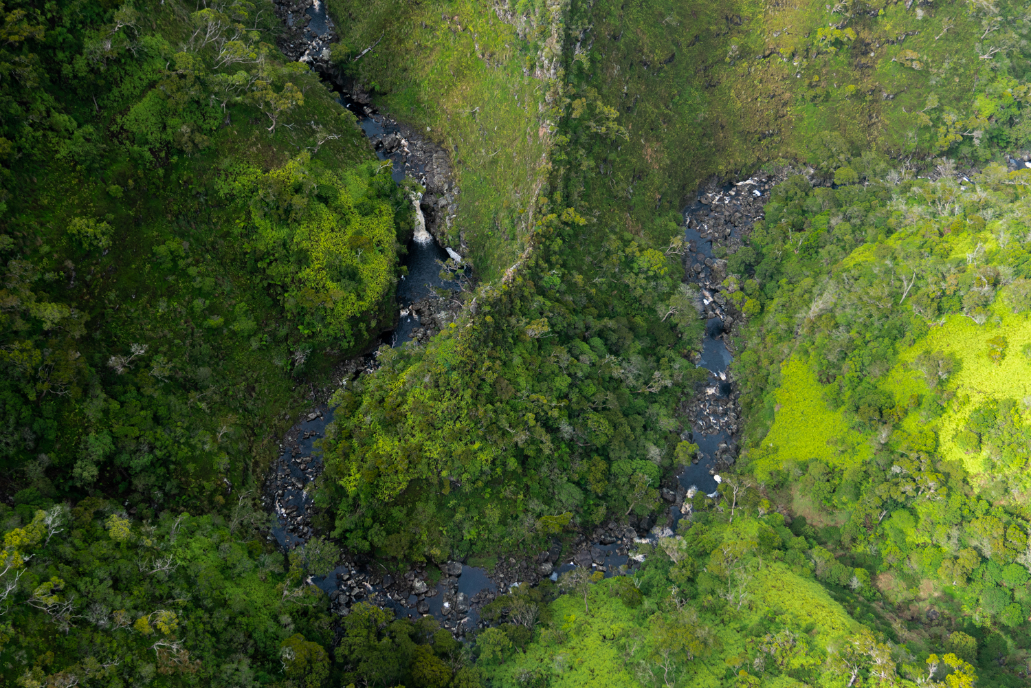 Division of Forestry and Wildlife | Permit Guidelines